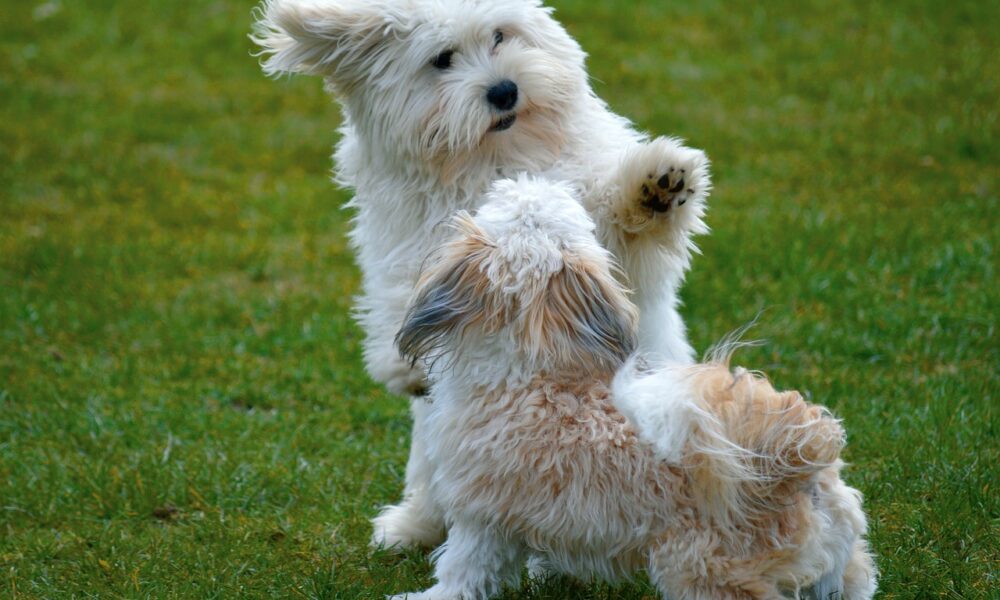 What is PawFlip? - TechAnnouncer