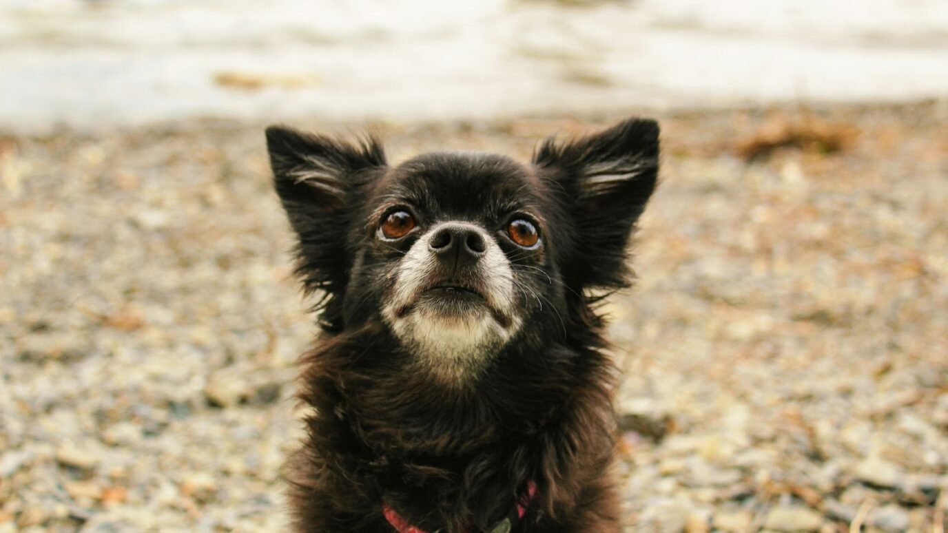 Understanding Key Differences Between SIP and SWP | TechAnnouncer