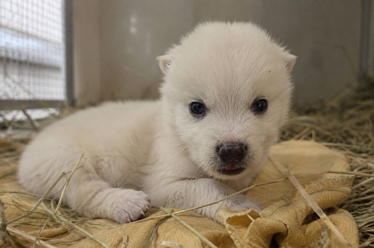 Colossal Biosciences Makes Headlines Again: Fourth Dire Wolf Proxy ...
